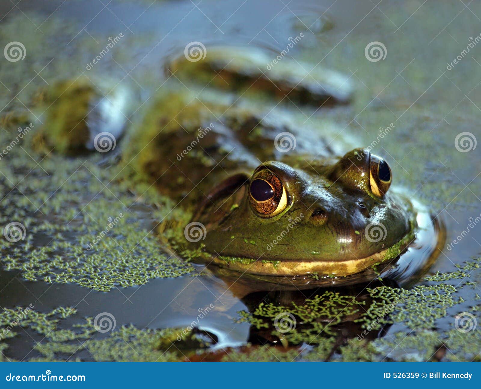 Swamp Bullfrog stock image. Image of fairy, ugly, green - 526359