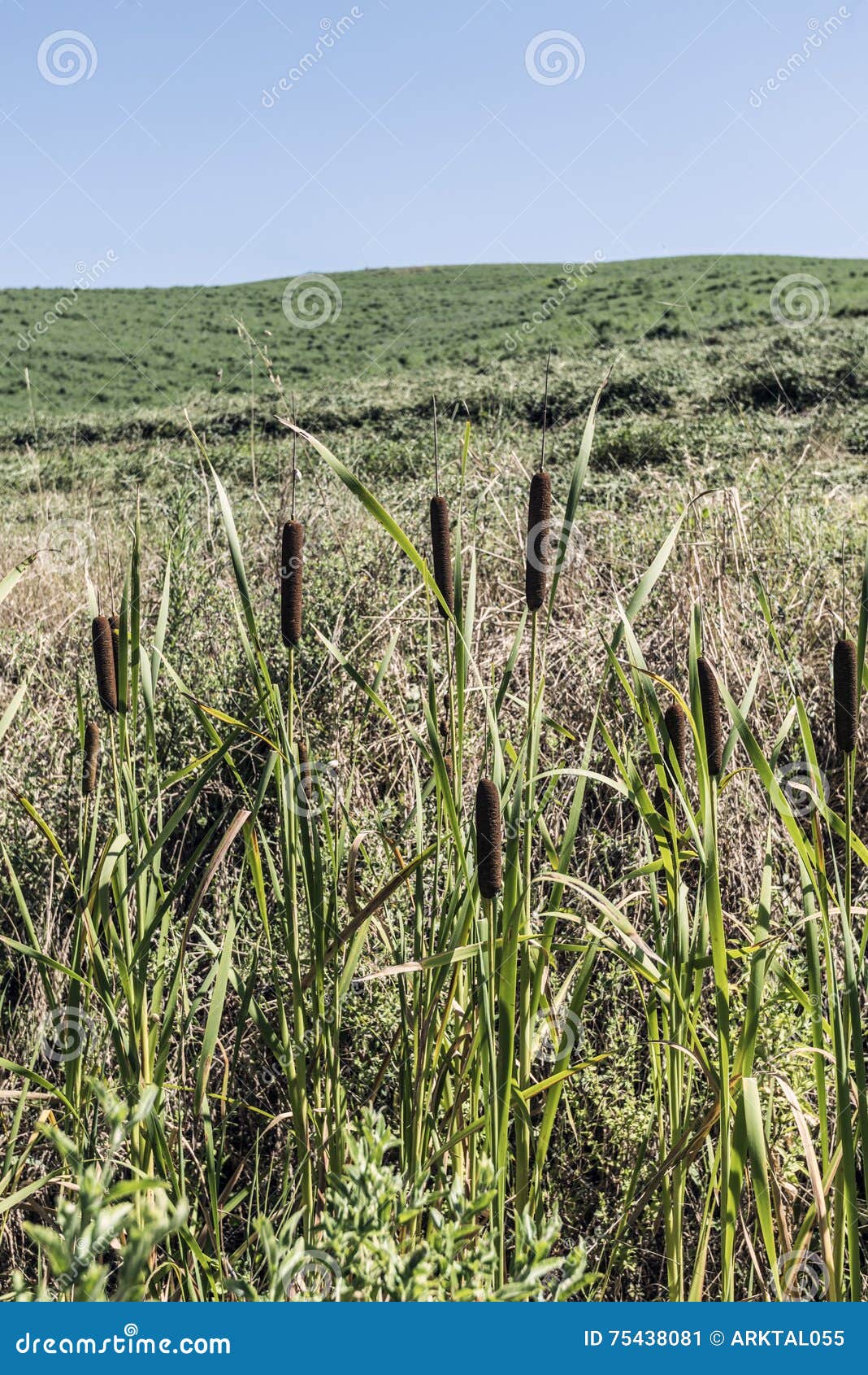Swamp canes stock image. Image of aquatic, nature, green - 75438081