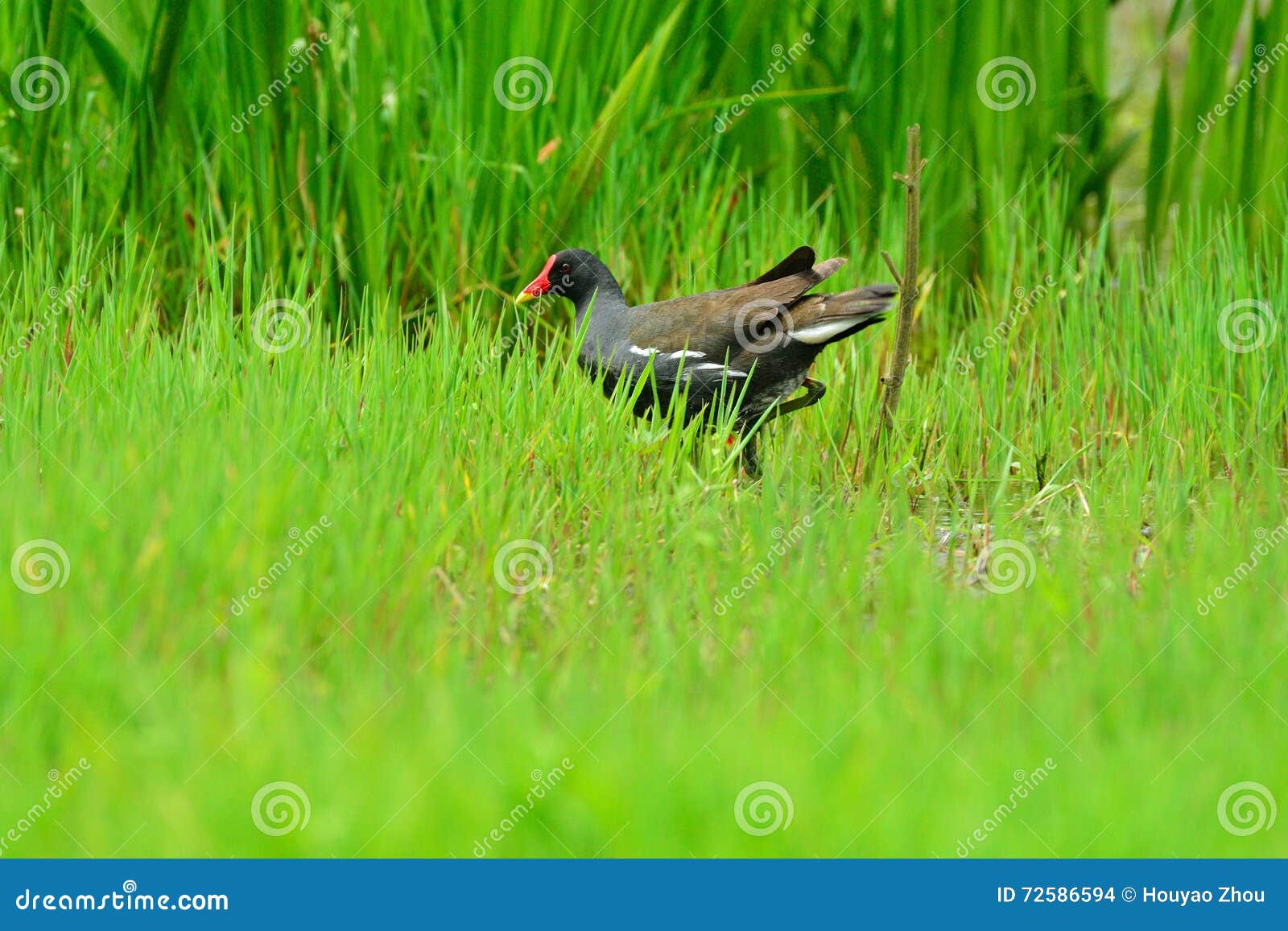 Swamp chicken stock photo. Image of summer, china, animal - 72586594