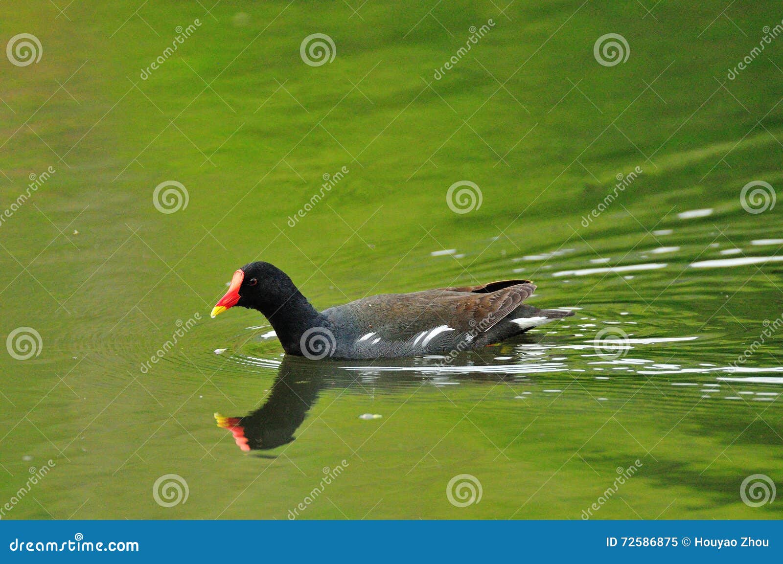 Swamp chicken stock image. Image of bird, moorhen, water - 72586875