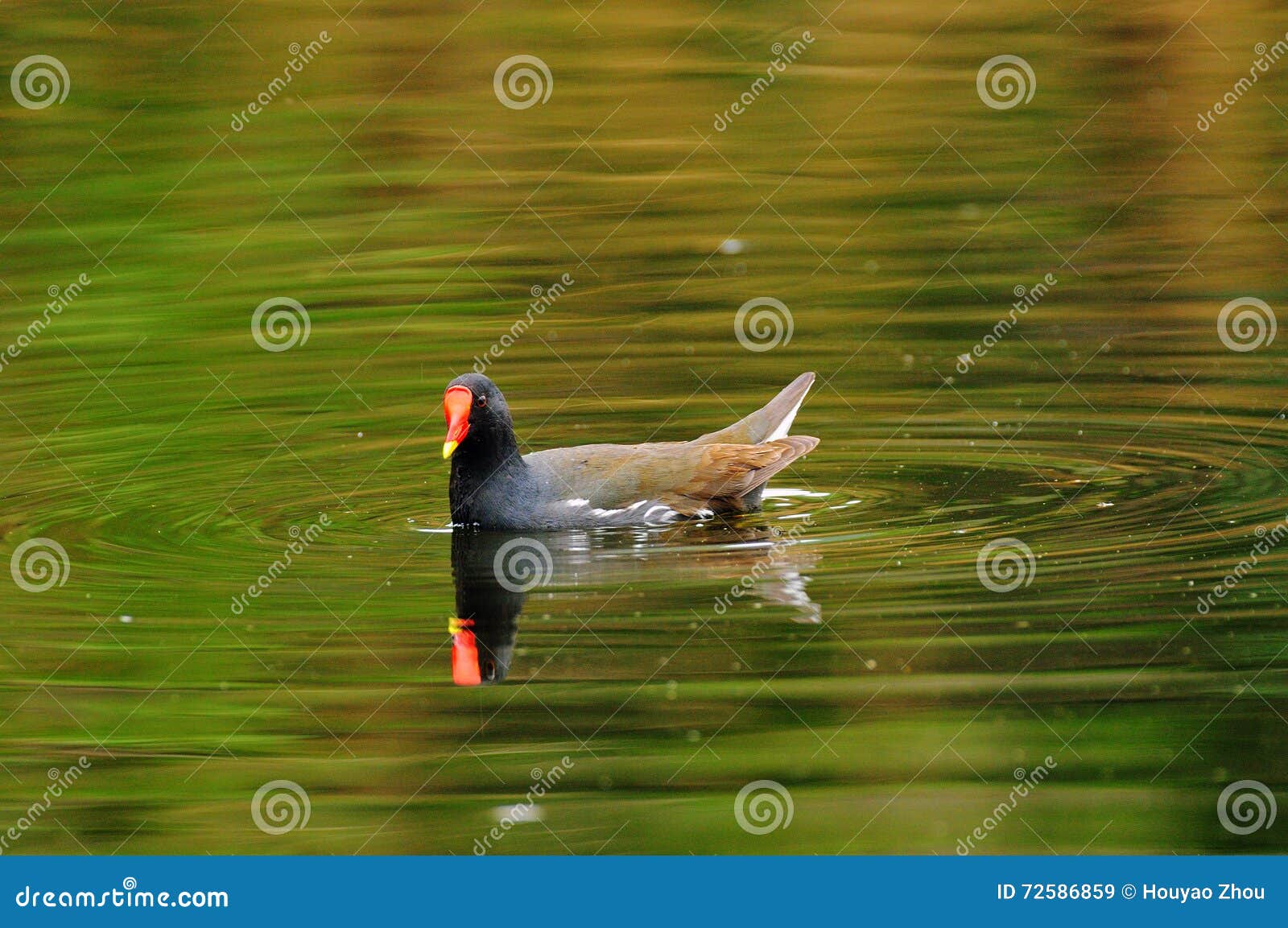 Swamp chicken stock image. Image of nature, chicken, moorhen - 72586859