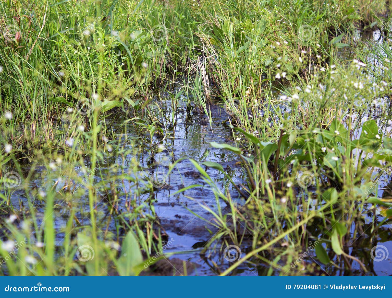 Swamp Close-Up stock image. Image of lake, water, summer - 79204081