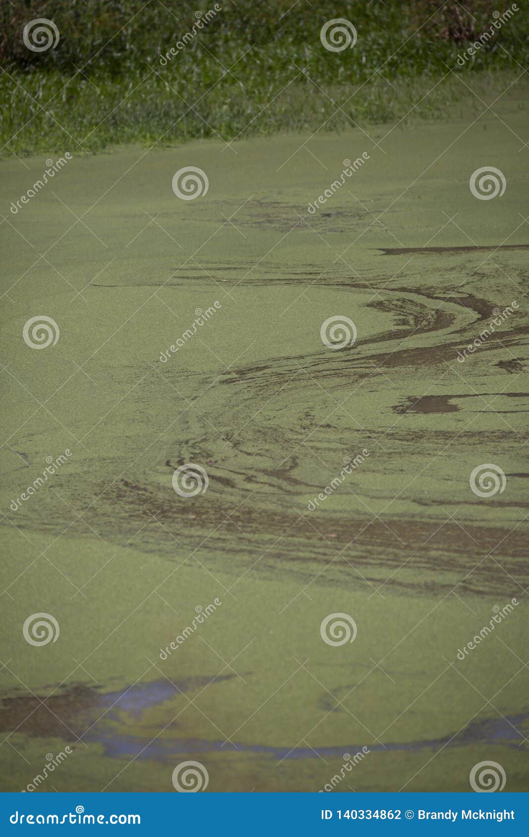 Close-Up of Swamp Surface stock photo. Image of ecotourism - 140334862