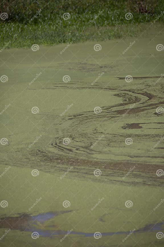 Close-Up of Swamp Surface stock photo. Image of ecotourism - 140334862