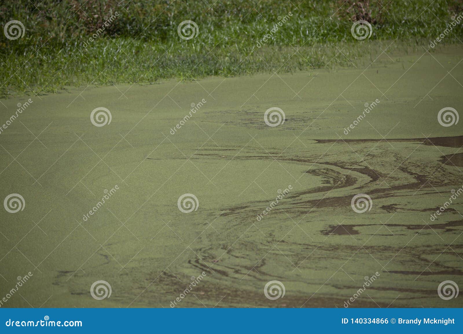 Close-Up of Swamp Surface stock photo. Image of growth - 140334866