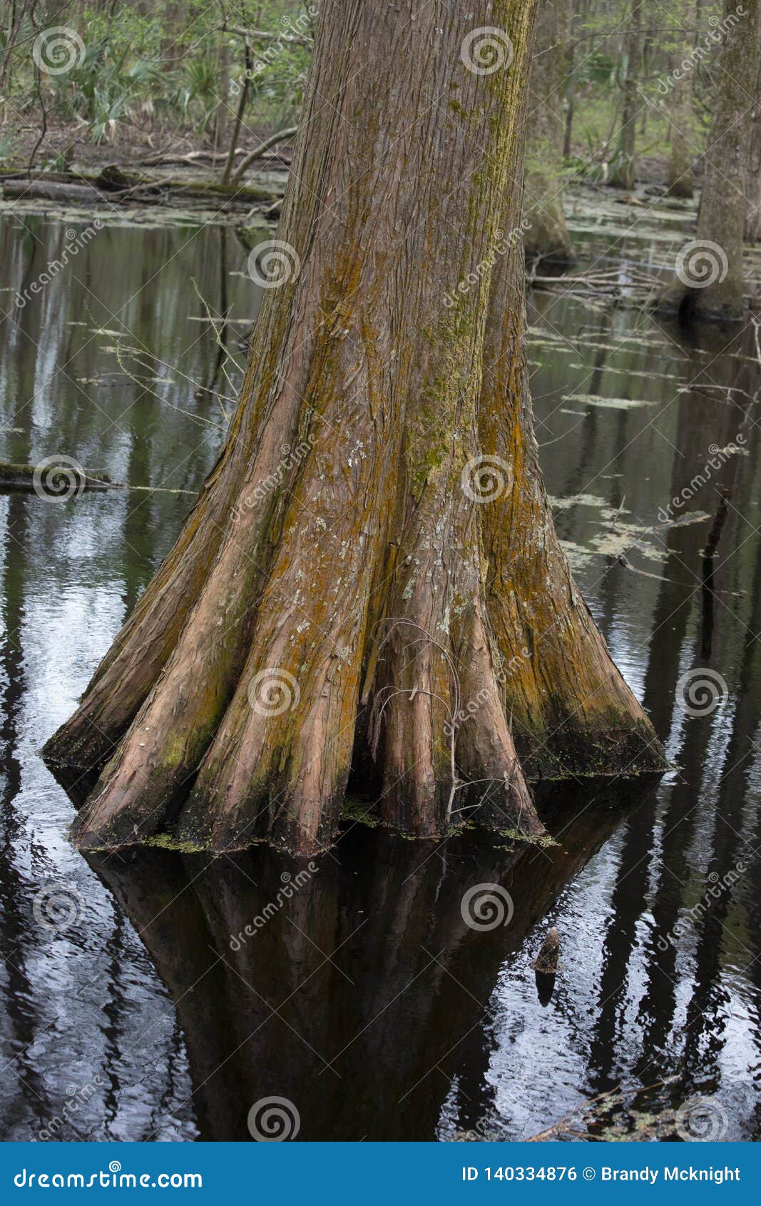Tree Base in Shallow Swamp stock photo. Image of base - 140334876