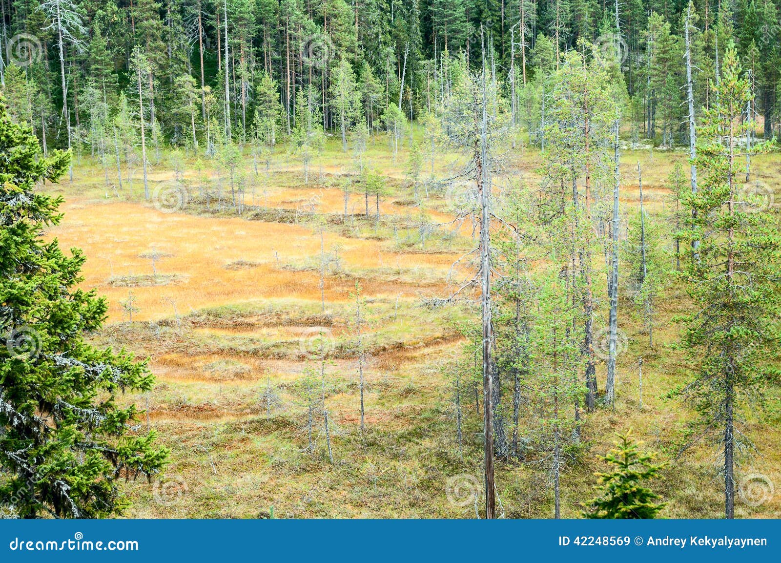 Swamp in Coniferous Forests at Summer Season Stock Image - Image of ...