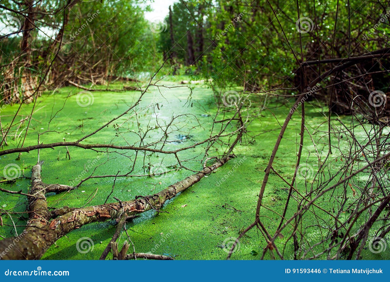 Swamp Covered in Green Algae Stock Photo - Image of marshland, outdoor ...