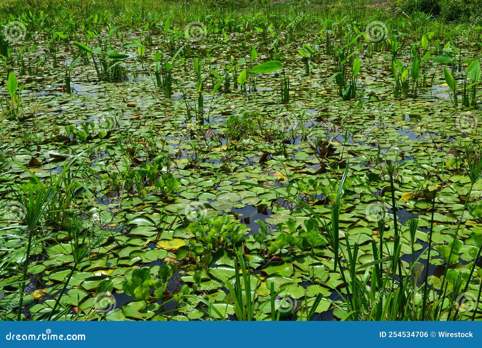 Swamp Covered by Leaves with Growing Grass Stock Photo - Image of ...