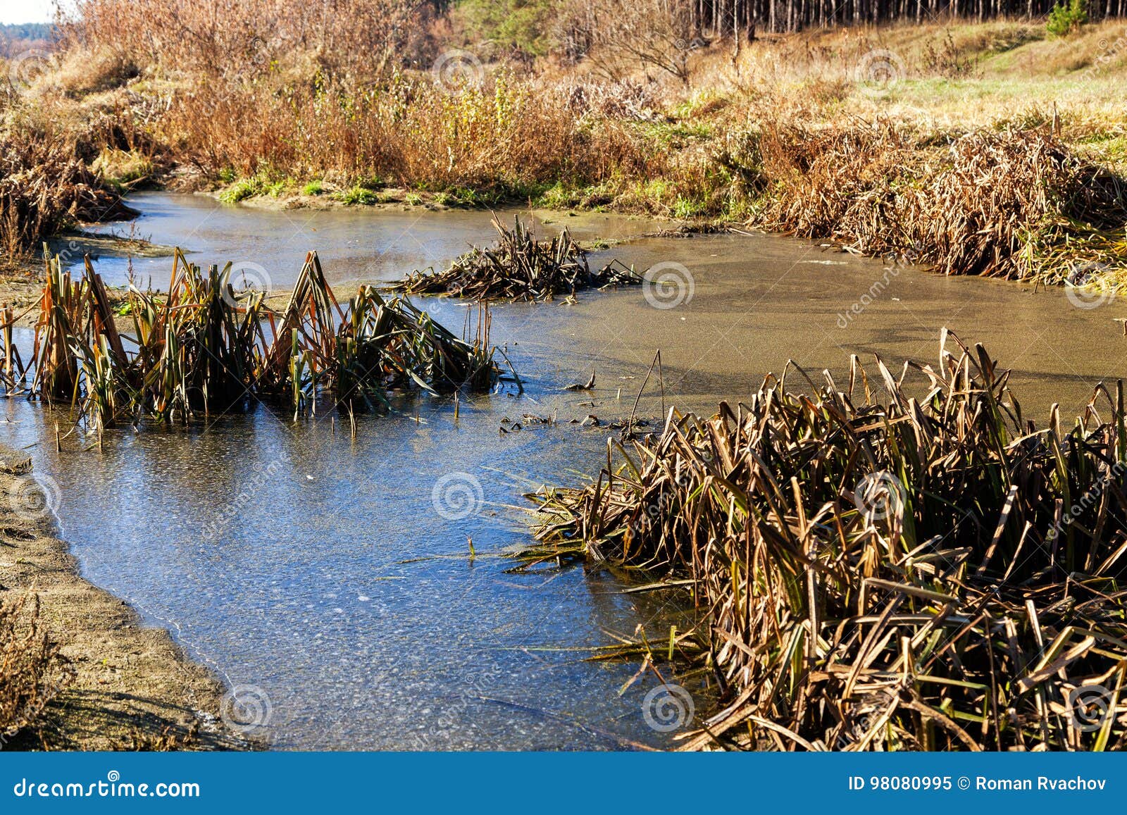 The swamp covered with mud stock image. Image of morning - 98080995