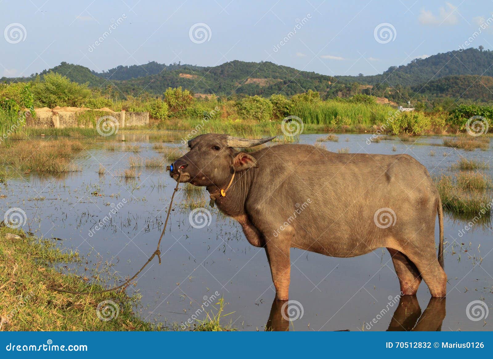 Swamp cow stock photo. Image of langkawi, malaysia, asia - 70512832