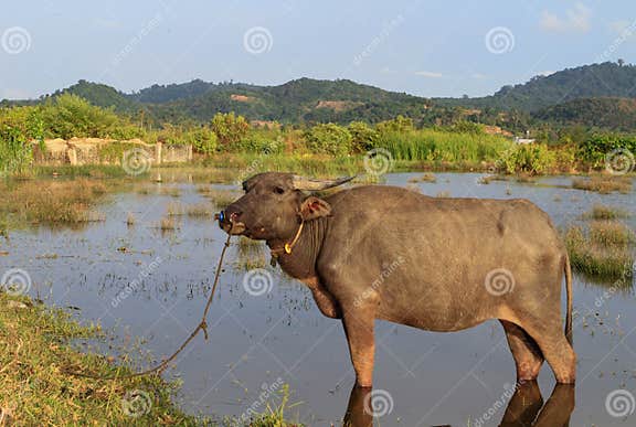 Swamp cow stock photo. Image of langkawi, malaysia, asia - 70512832