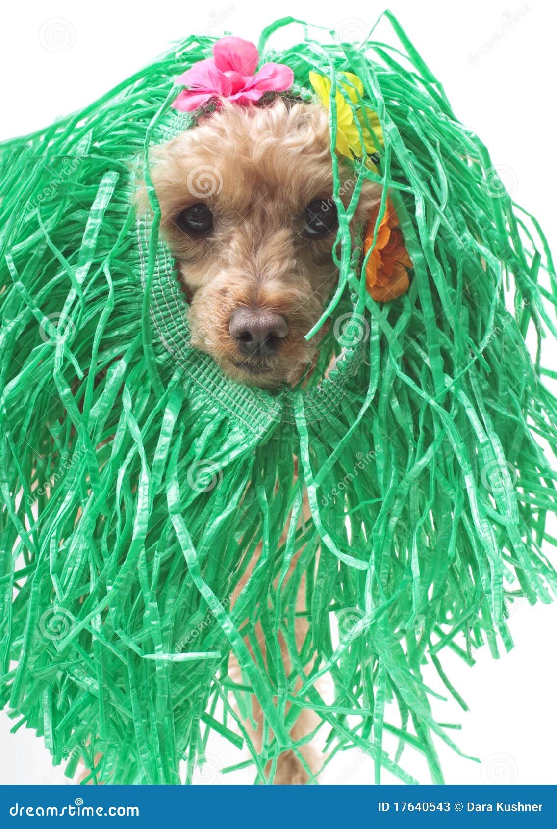 Swamp Creature Stock Images - 2,409 Photos