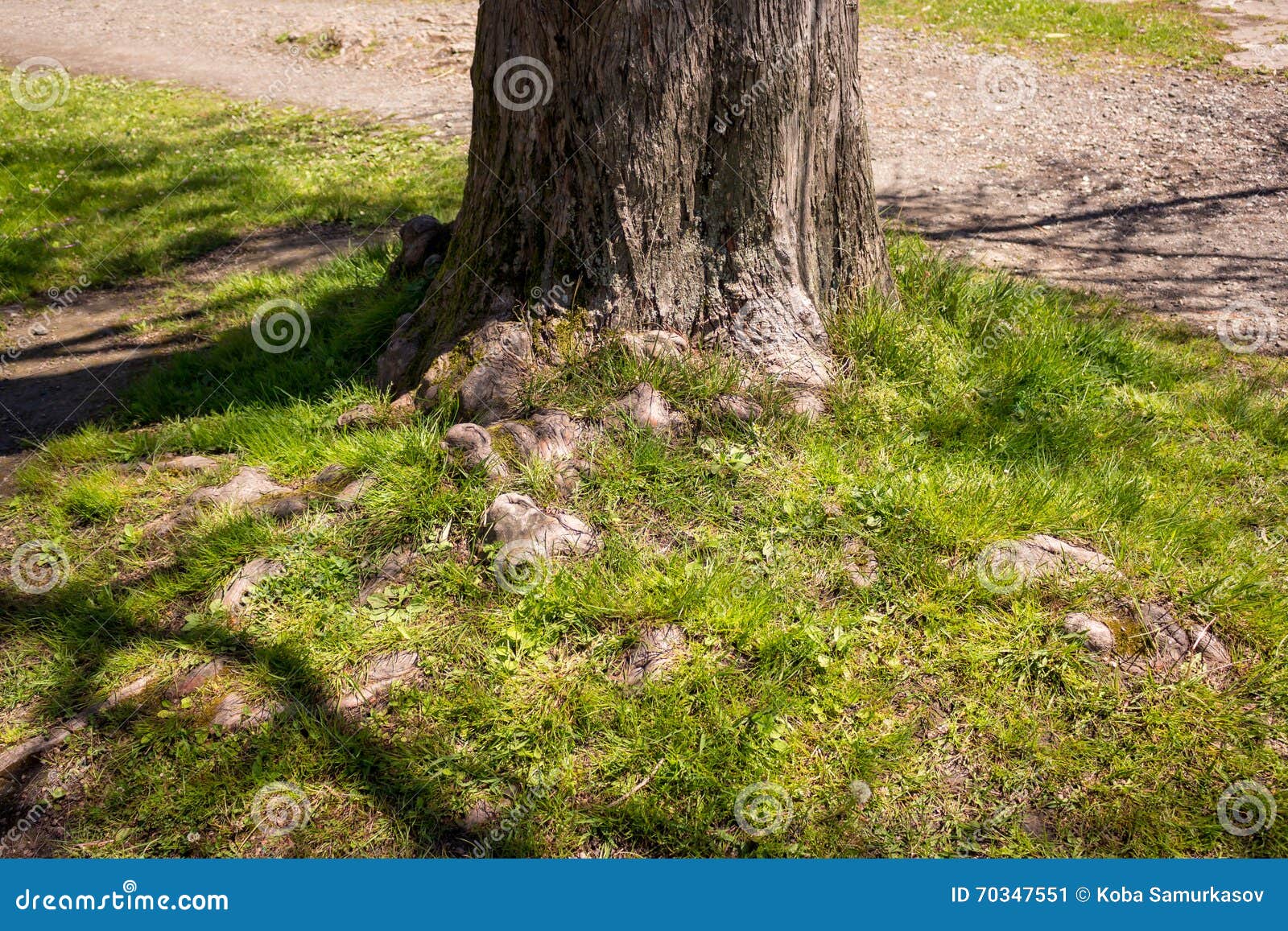 Swamp cypress root stock image. Image of tree, cypress - 70347551