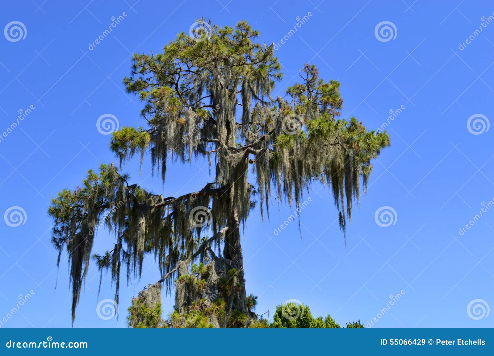 Big Swamp Cypress Tree In The Maltakva Park, Poti, Georgia Stock ...