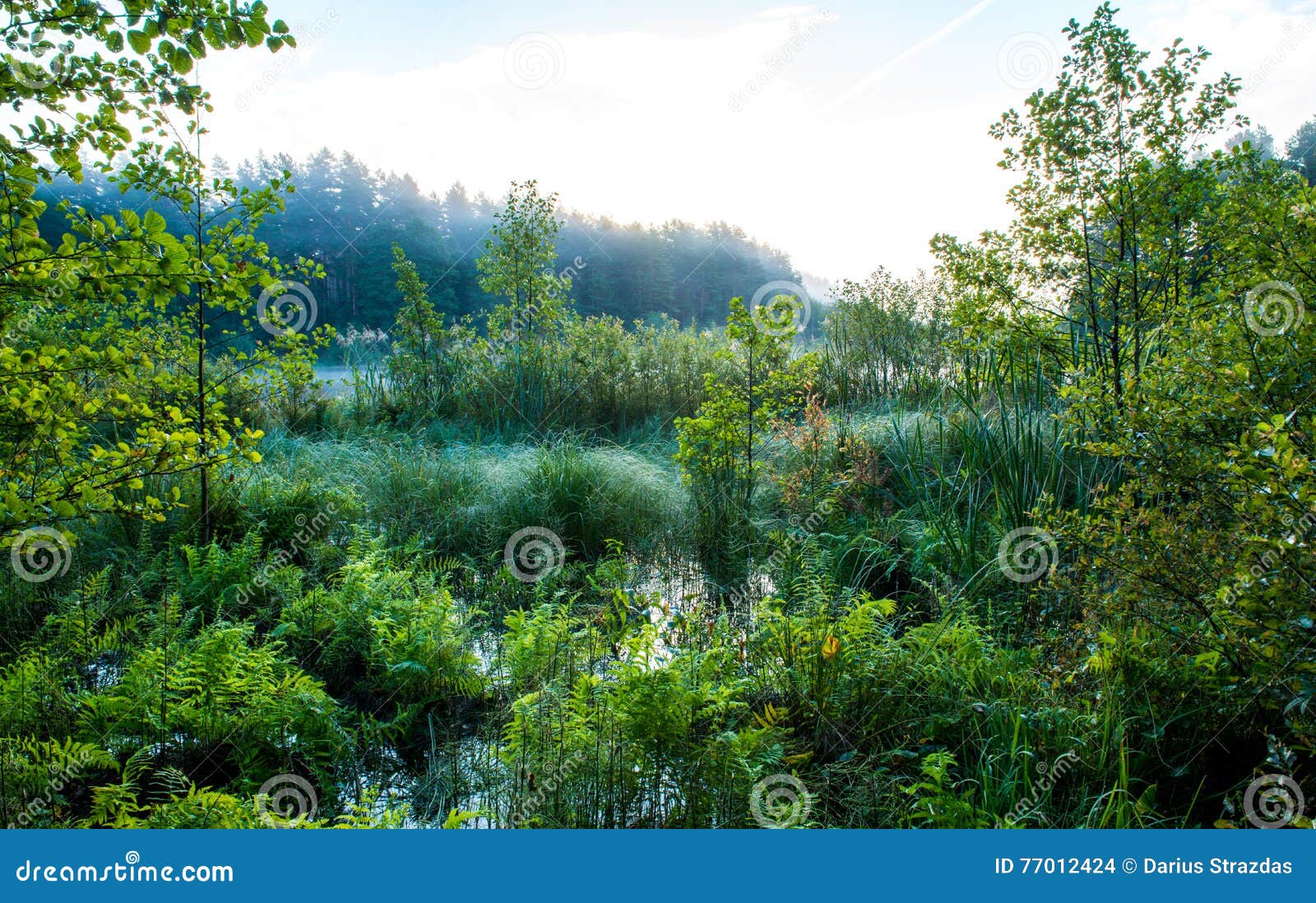 Swamp at dawn stock photo. Image of misty, greenery, forest - 77012424