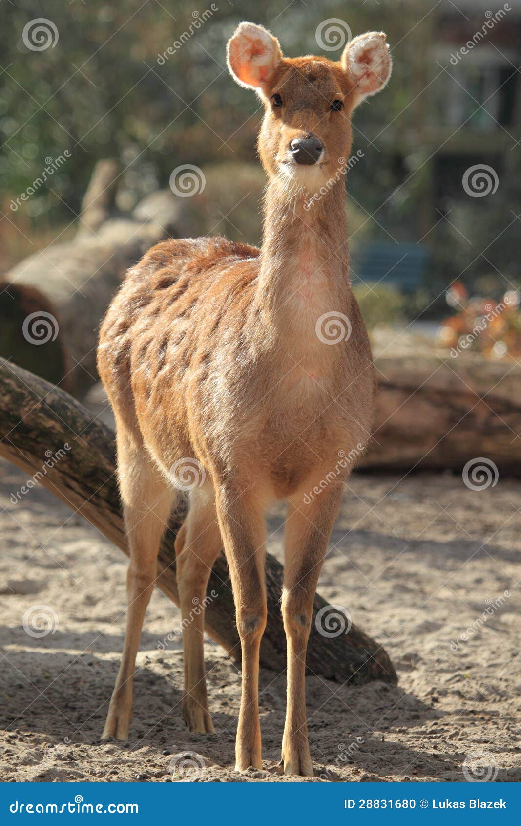 Swamp deer stock photo. Image of swamp, duvaucelii, rucervus - 28831680