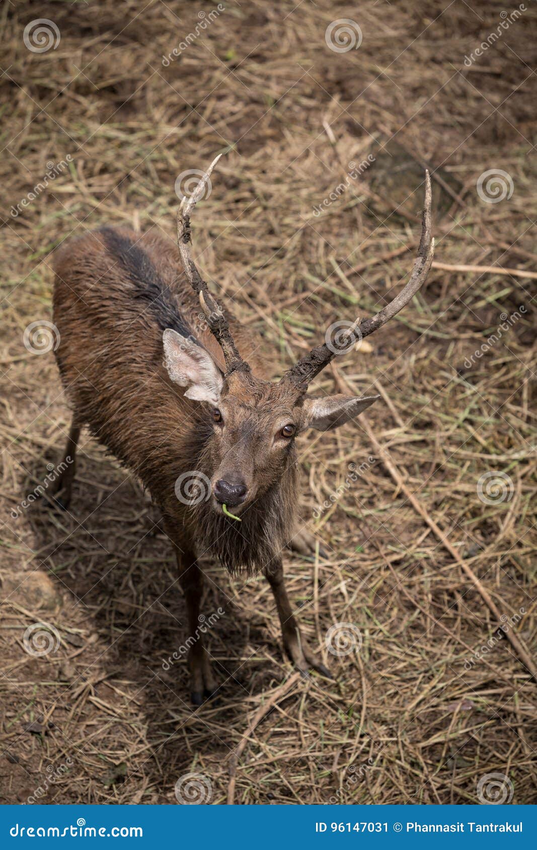 Swamp Deer Live in Open Zoo. Stock Image - Image of forest, deer: 96147031