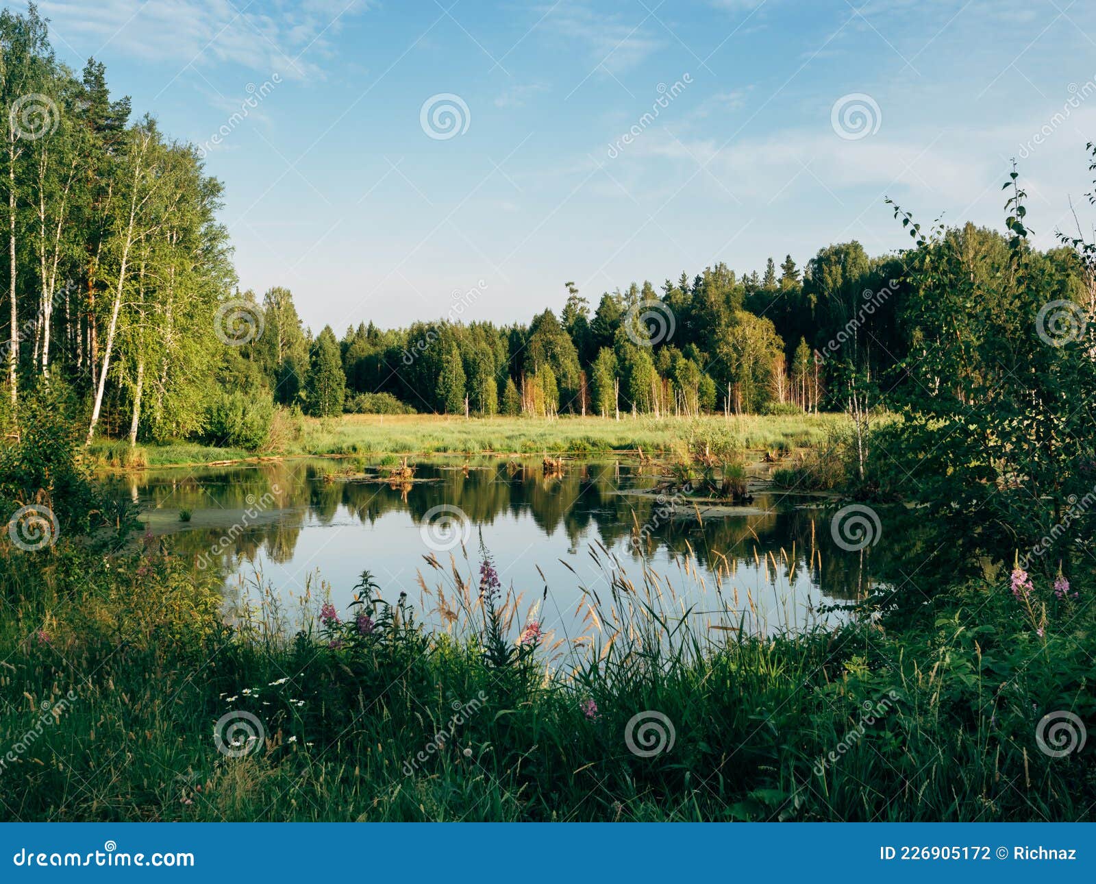 A Swamp among Dense Forest and Grass. Landscape on the Screen Saver ...