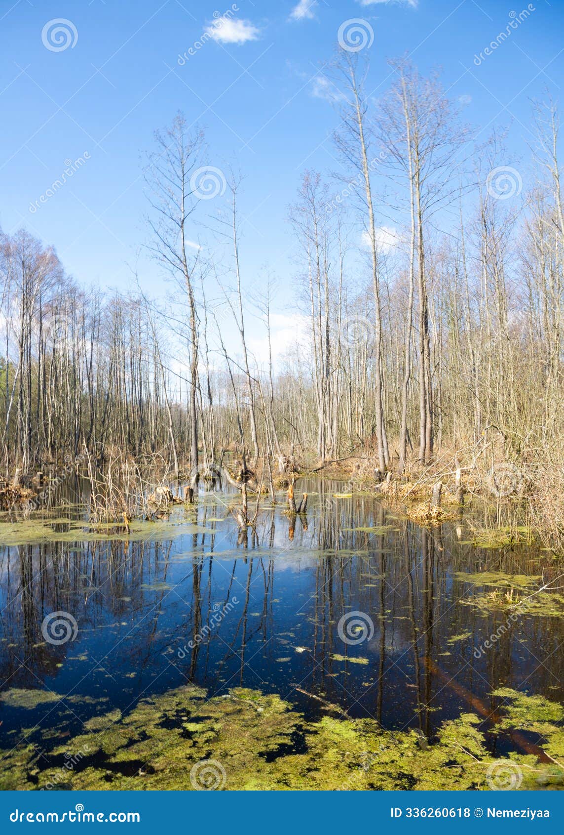 A swamp in a dense forest stock photo. Image of meditative - 336260618