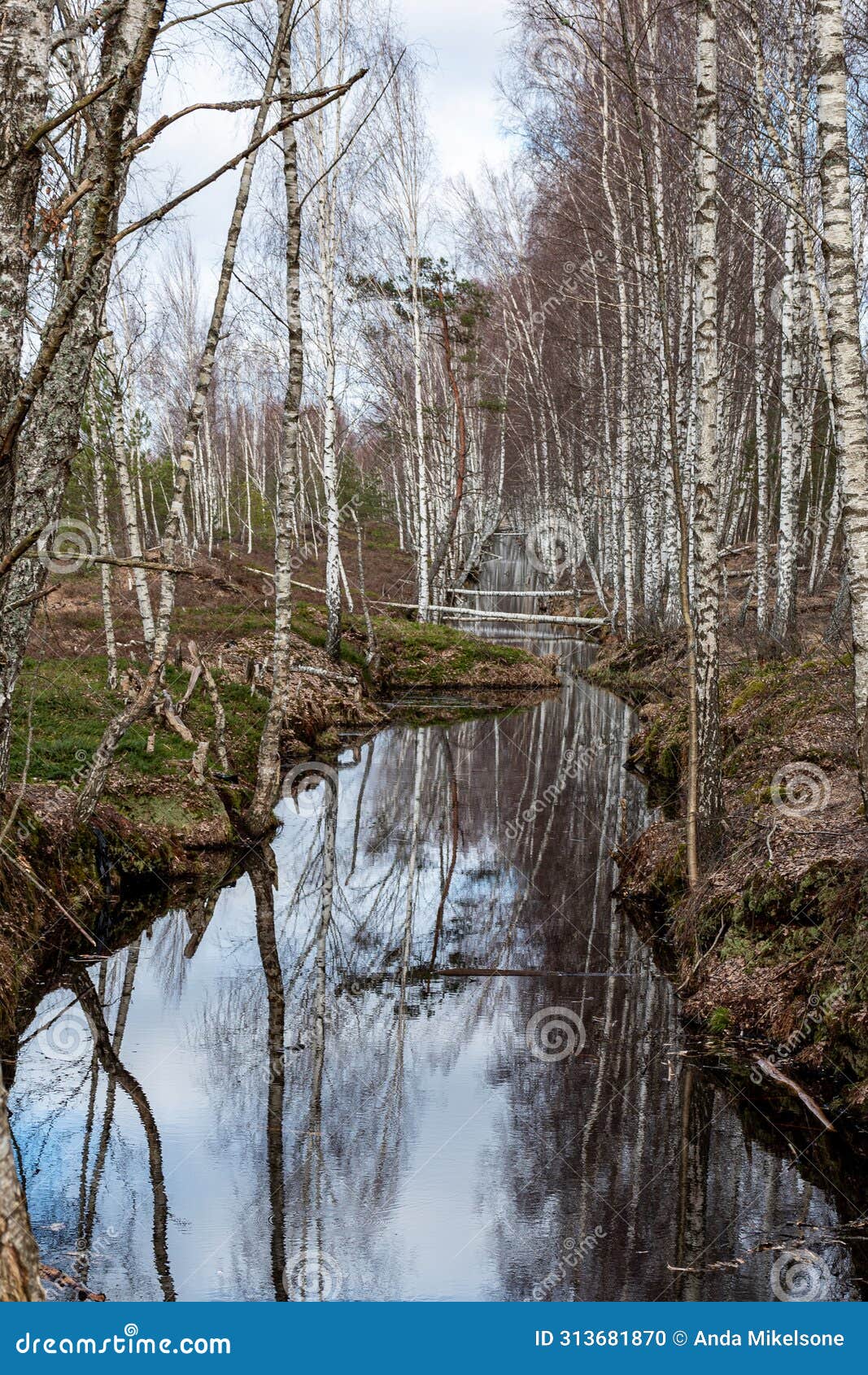 Swamp Ditch in Spring, Beautiful Reflections of Trees on the Surface of ...