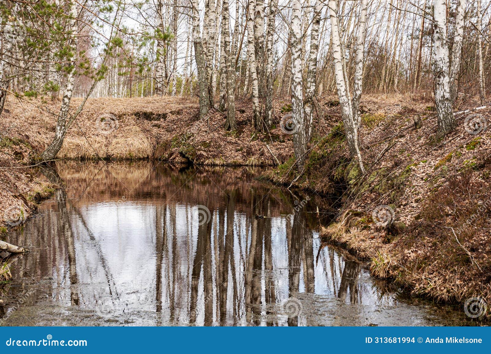 Swamp Ditch in Spring, Beautiful Reflections of Trees on the Surface of ...