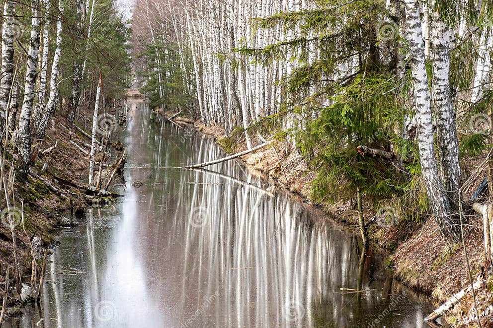 Swamp Ditch in Spring, Beautiful Reflections of Trees on the Surface of ...