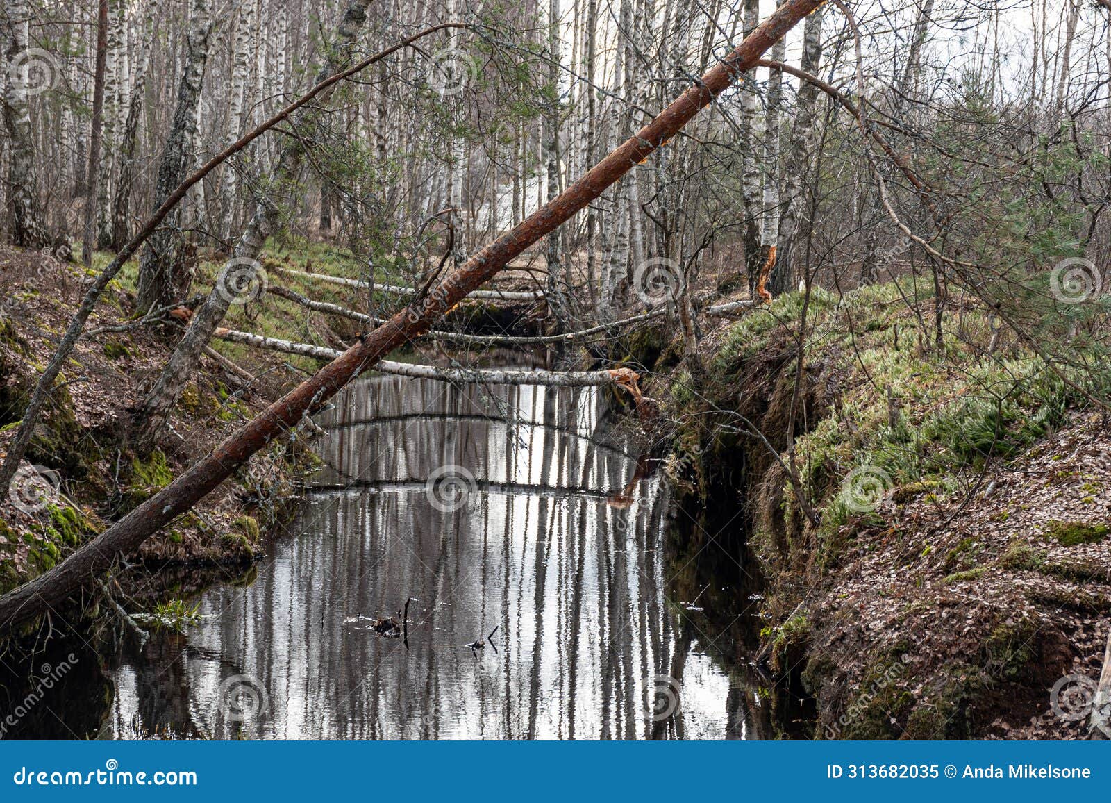 Swamp Ditch in Spring, Beautiful Reflections of Trees on the Surface of ...