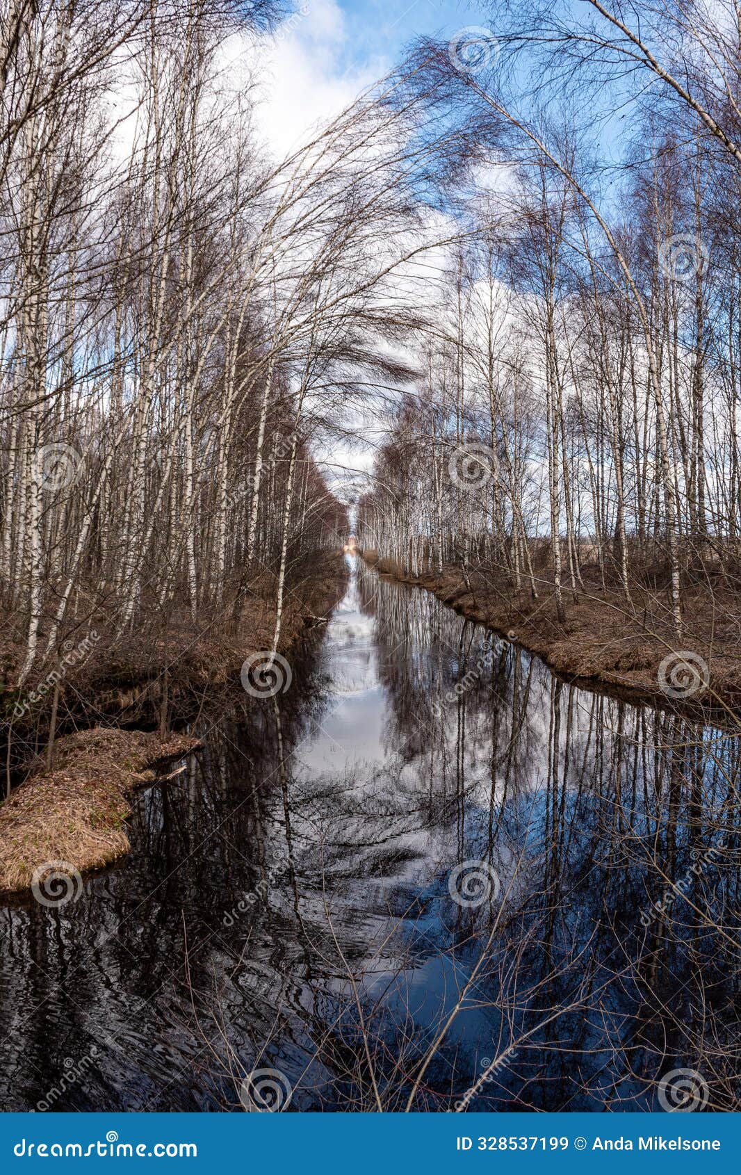 Swamp Ditch in Spring, Beautiful Reflections of Trees on the Surface of ...