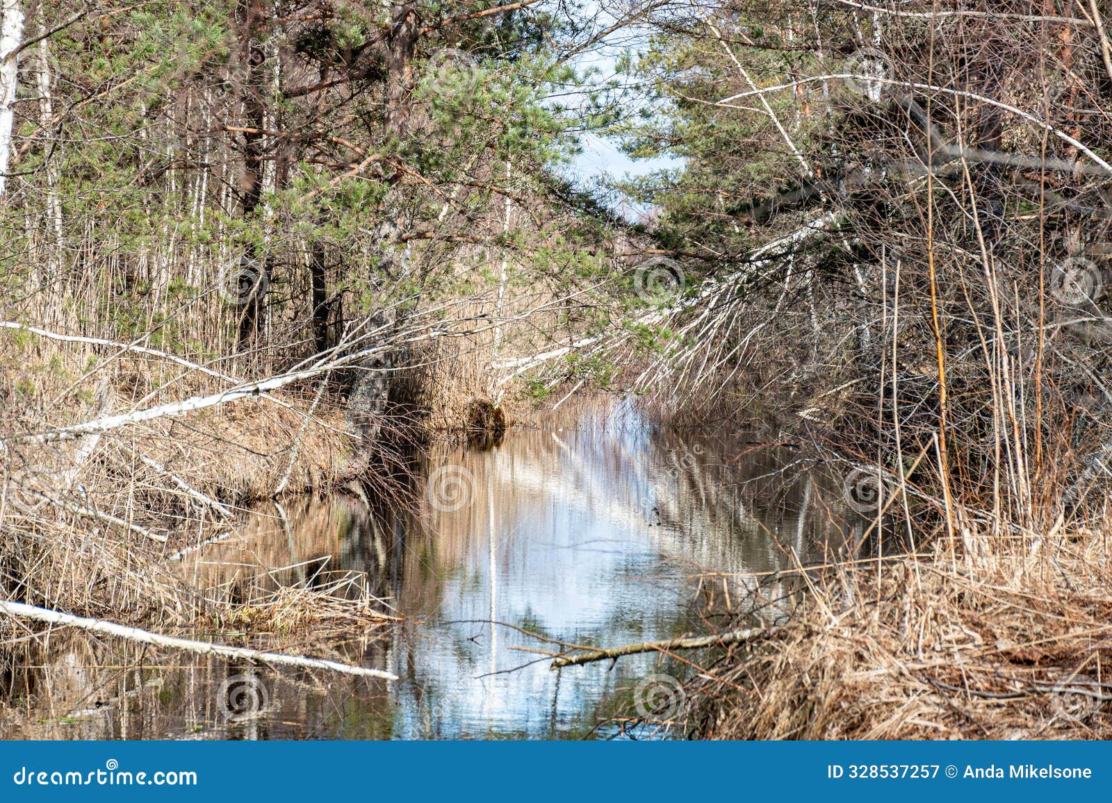 Swamp Ditch in Spring, Beautiful Reflections of Trees on the Surface of ...