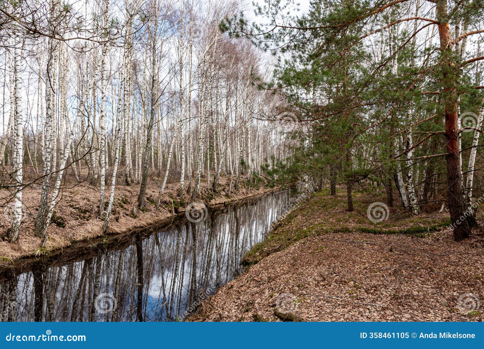 Swamp Ditch in Spring, Beautiful Reflections of Trees on the Surface of ...