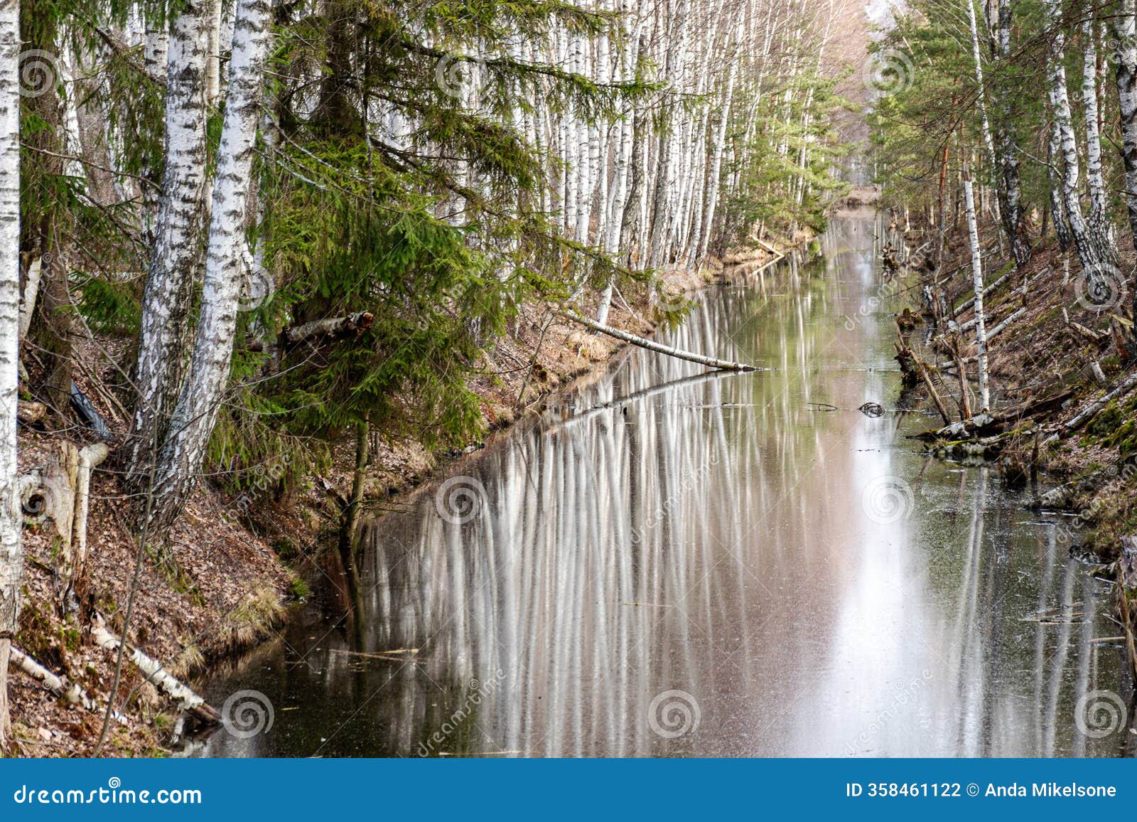 Swamp Ditch in Spring, Beautiful Reflections of Trees on the Surface of ...