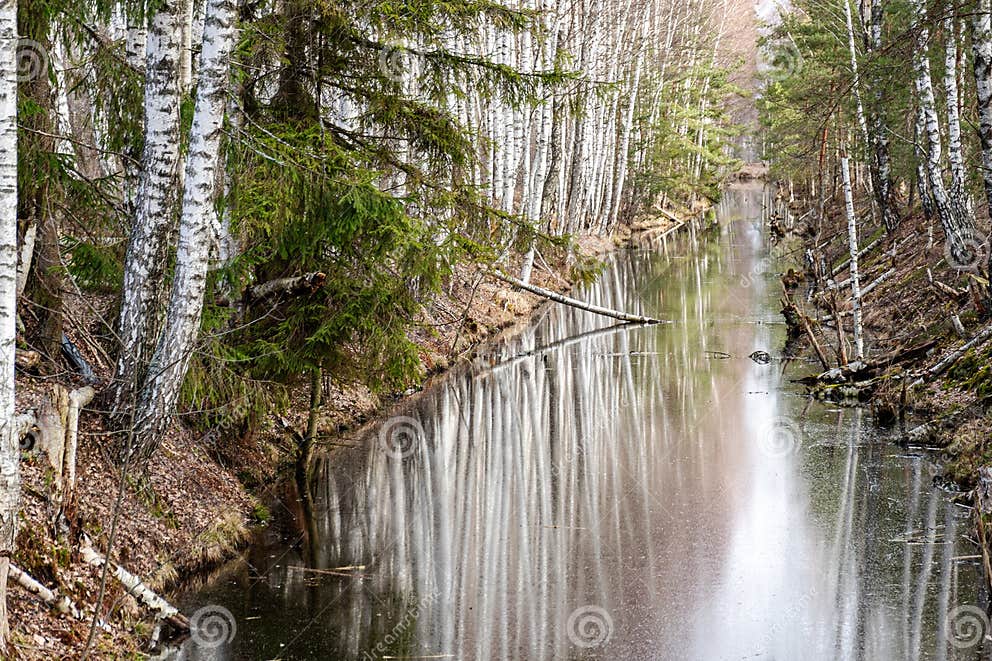 Swamp Ditch in Spring, Beautiful Reflections of Trees on the Surface of ...
