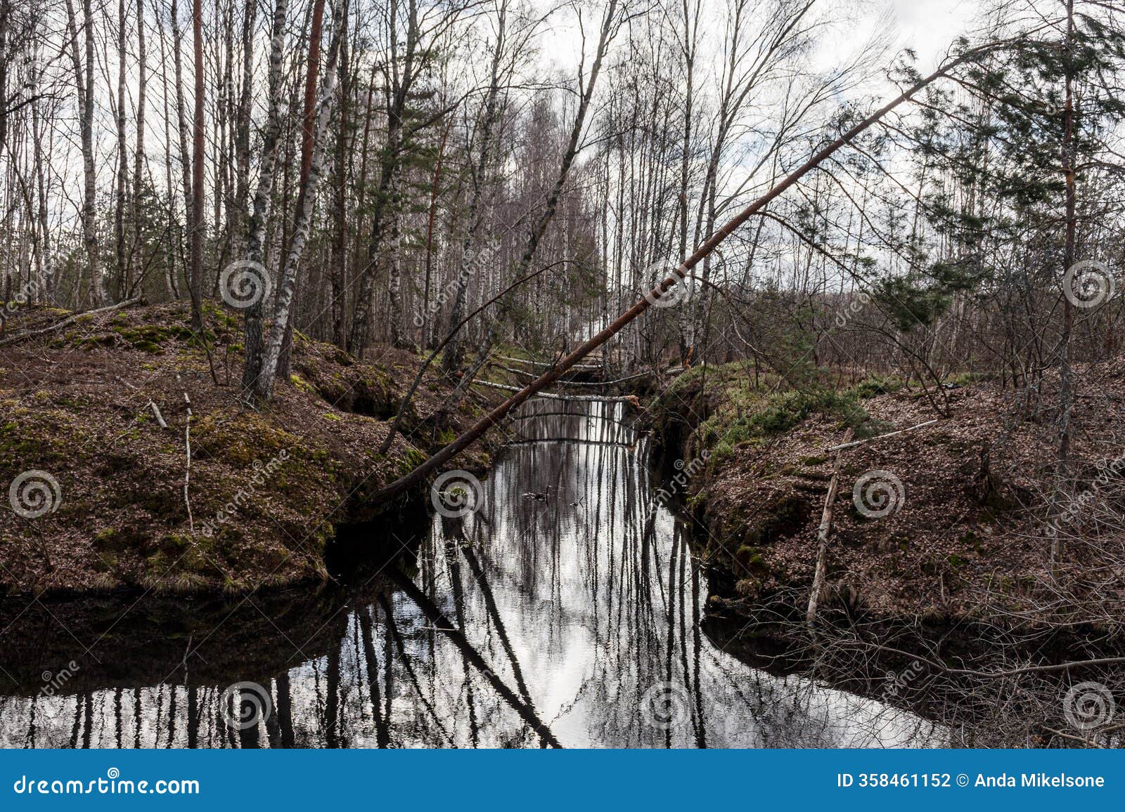 Swamp Ditch in Spring, Beautiful Reflections of Trees on the Surface of ...