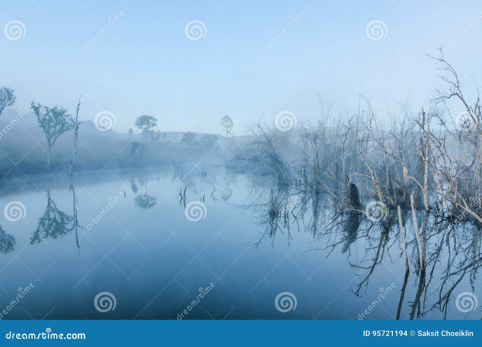 Swamp with Dried Tree and Reflecting from Surface Water in the M Stock ...