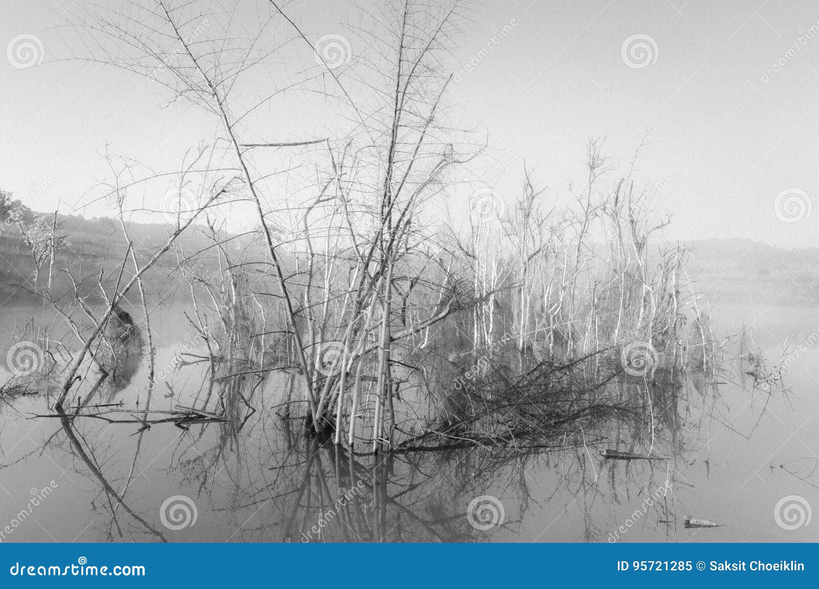 Swamp with Dried Tree and Reflecting from Surface Water in the M Stock ...