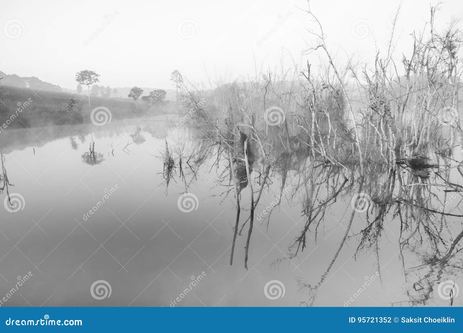 Swamp with Dried Tree and Reflecting from Surface Water in the M Stock ...