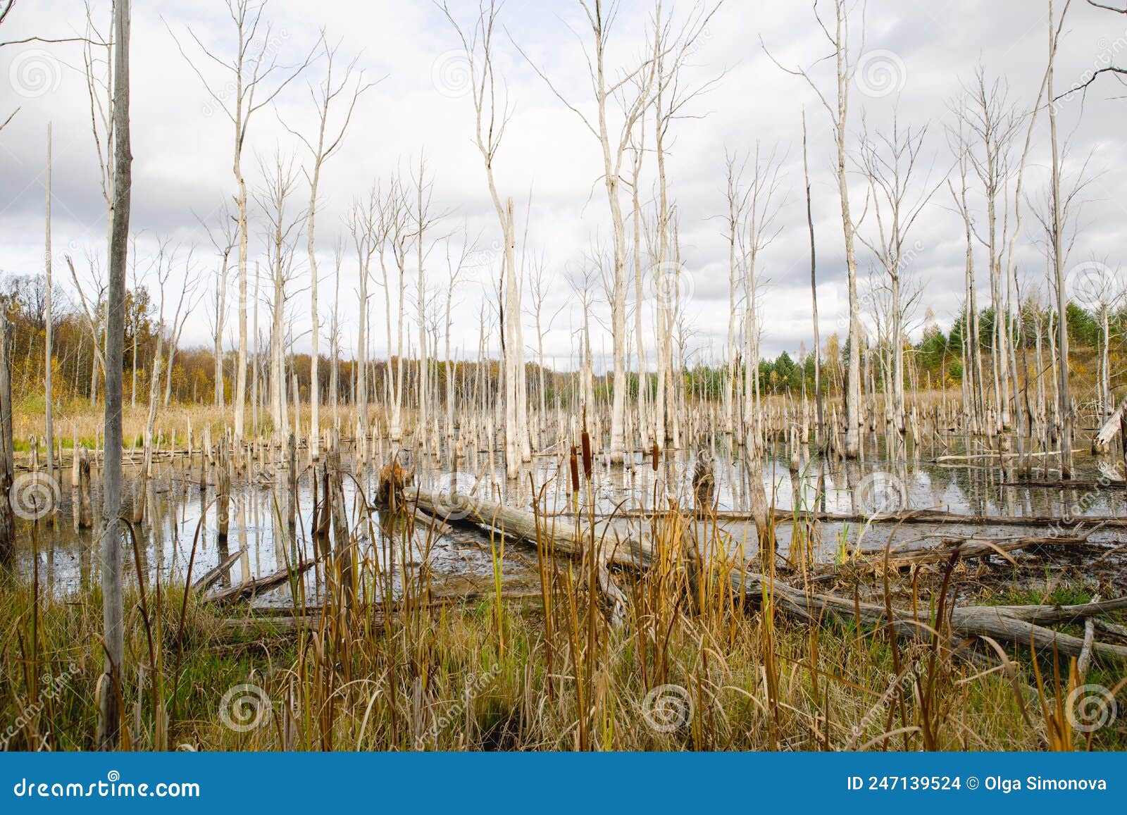 A Swamp with Dry Dead Trees, Logs, and Flowering Cattails ...