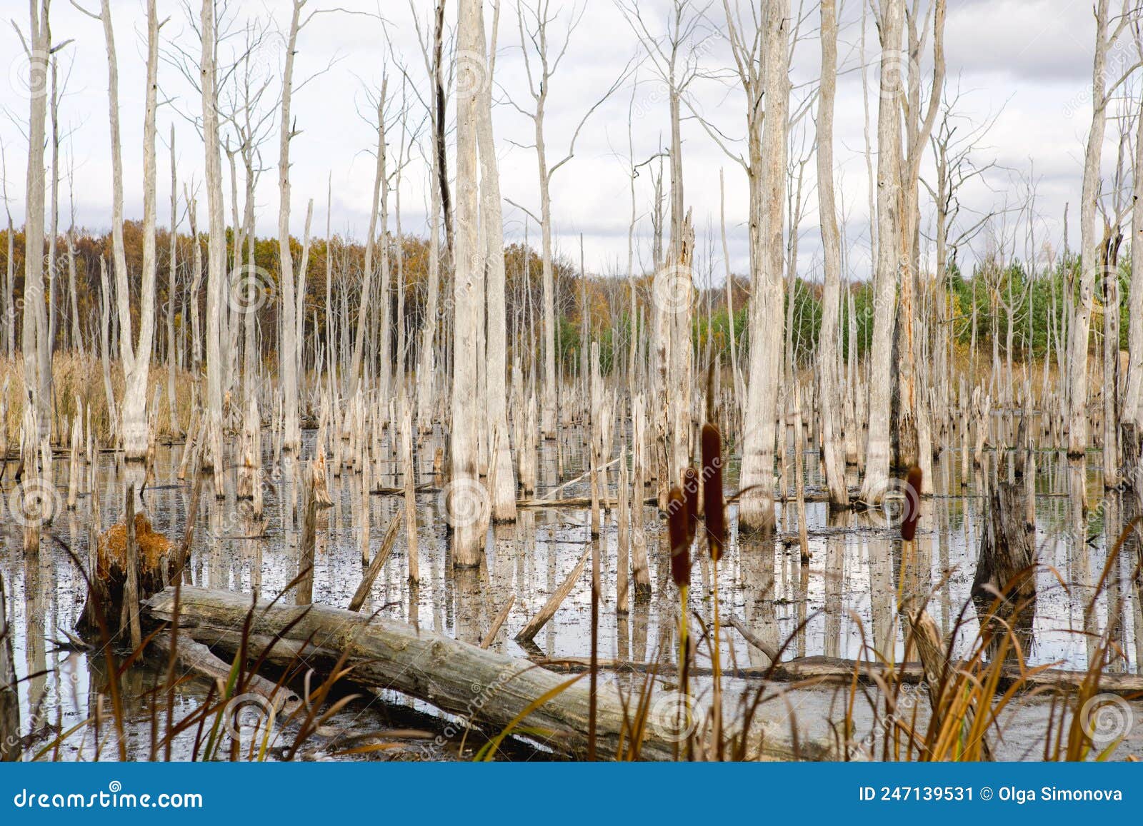 A Swamp with Dry Dead Trees, Logs, and Flowering Cattails ...