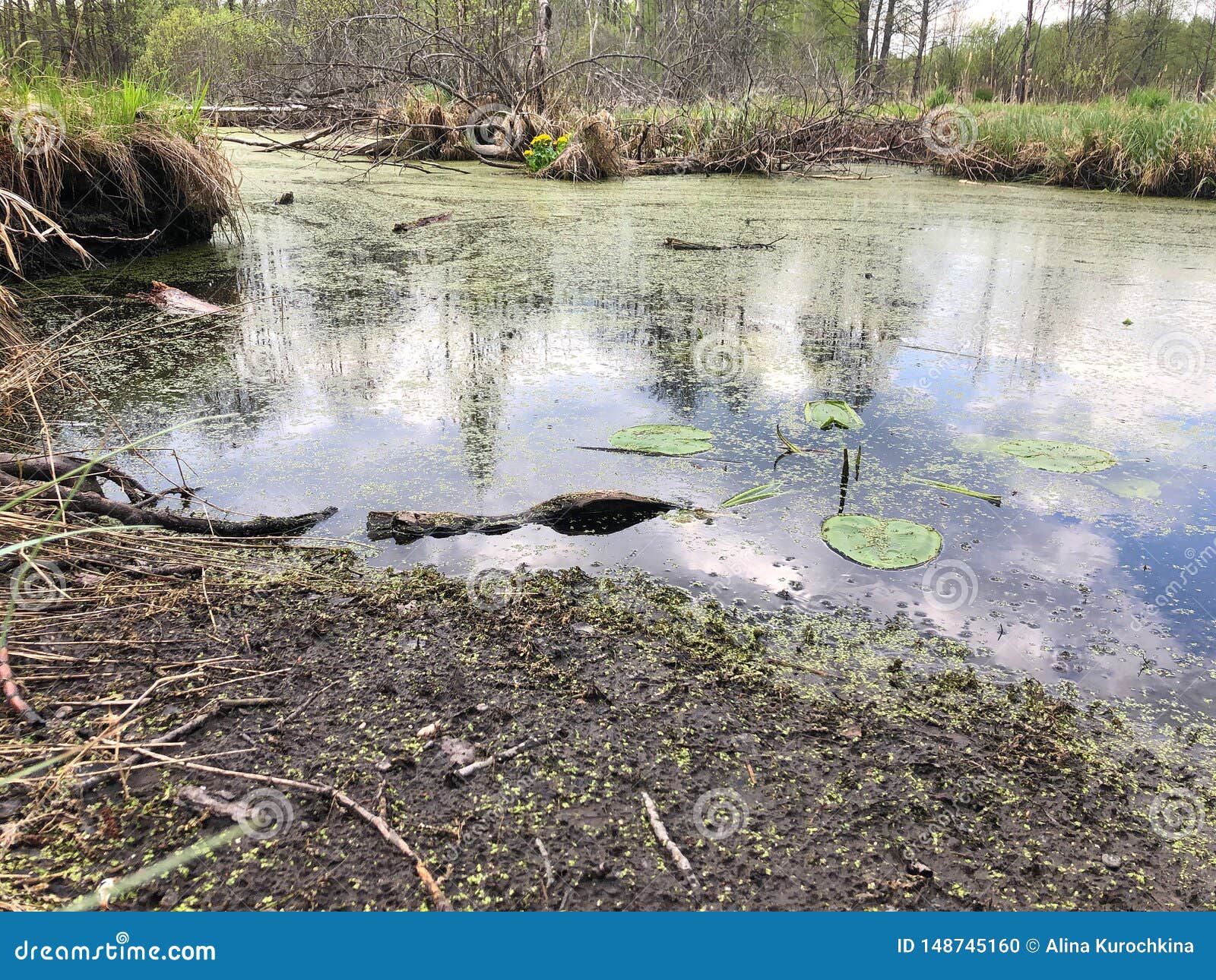 Swamp in Dry Trees on a Cloudy Day Stock Photo - Image of catastrophic ...