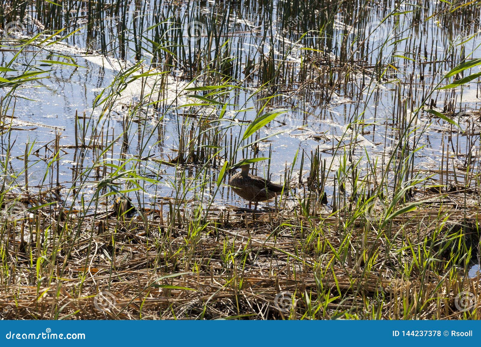 Swamp duck stock photo. Image of lake, water, thickets - 144237378