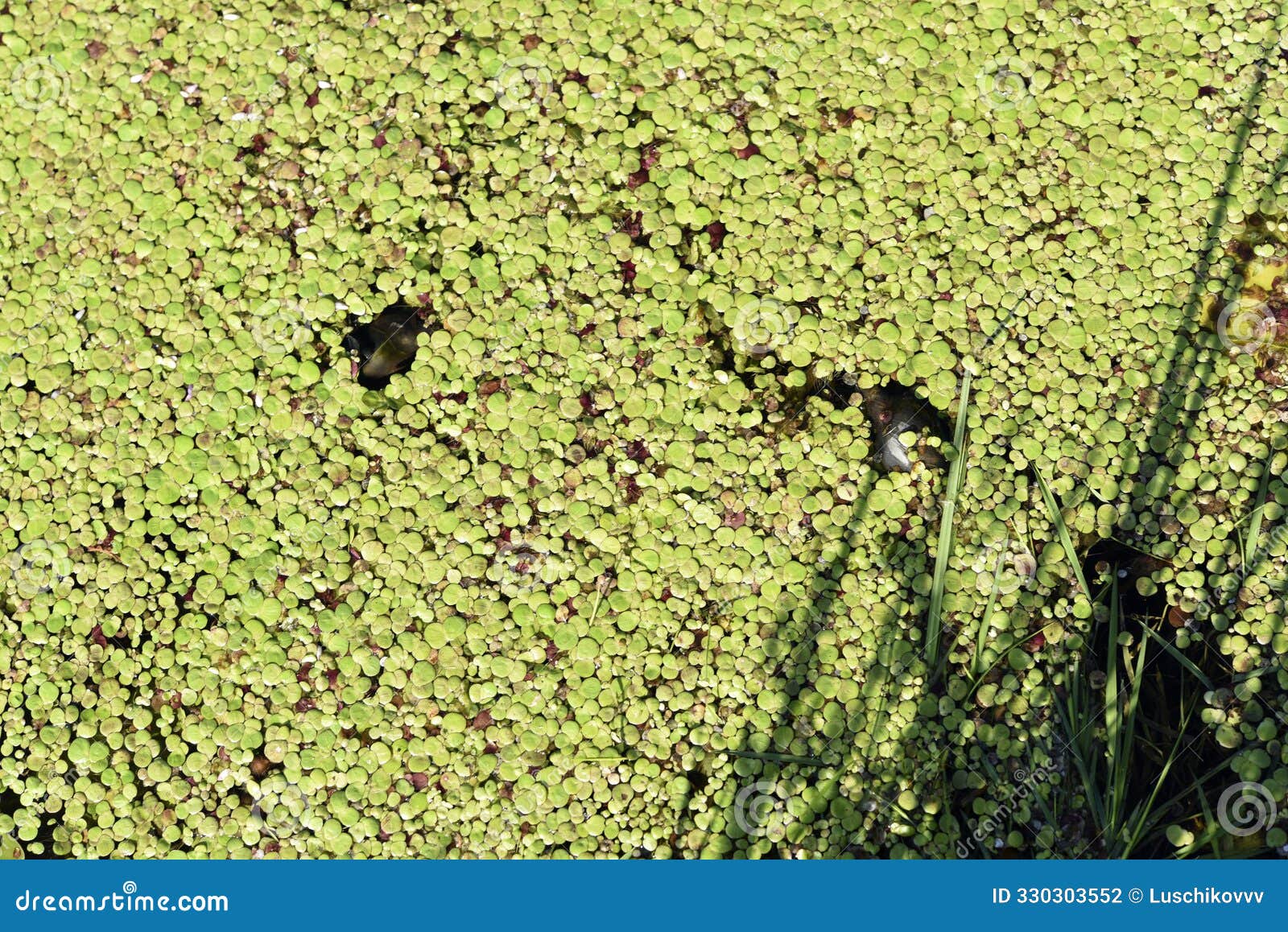Swamp Mud. Duckweed Water Texture. Small Plants On The Surface Of The ...