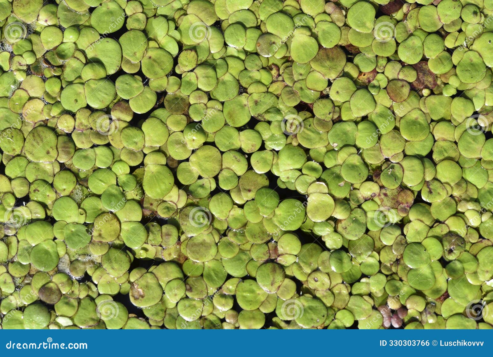 Swamp Duckweed and Grass. River Duckweed and Mud Stock Photo - Image of ...