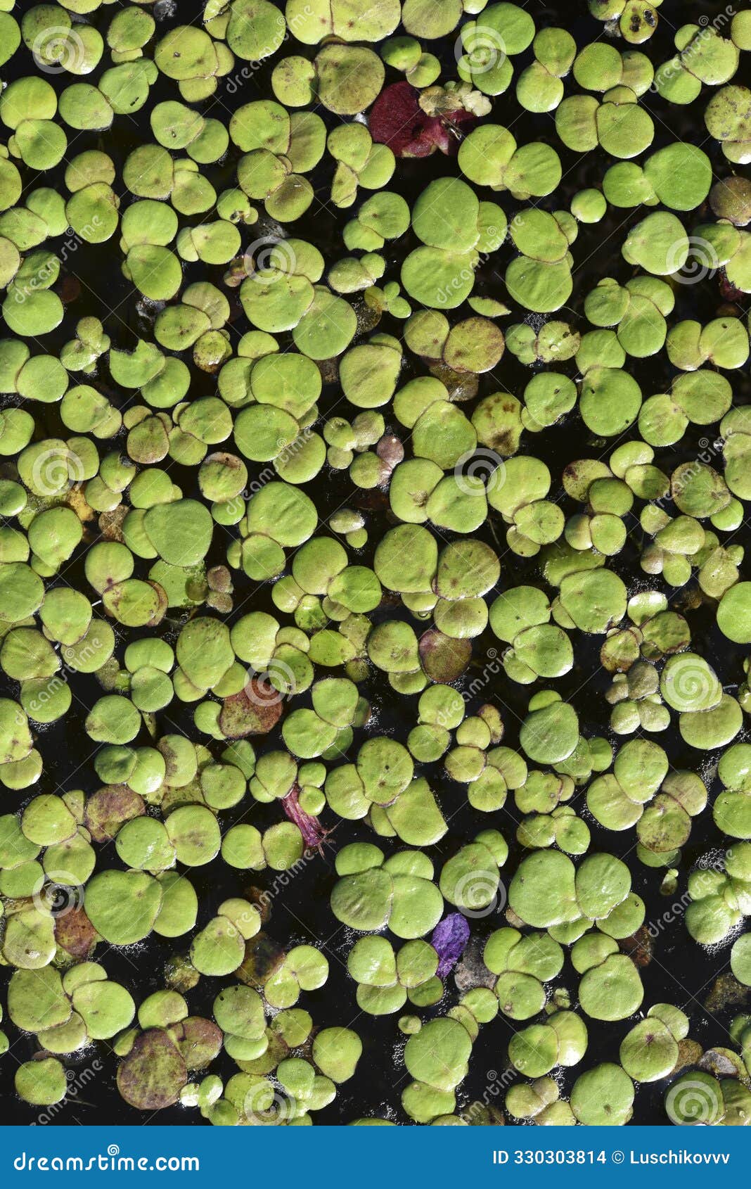 Swamp Duckweed and Grass. River Duckweed and Mud Stock Photo - Image of ...