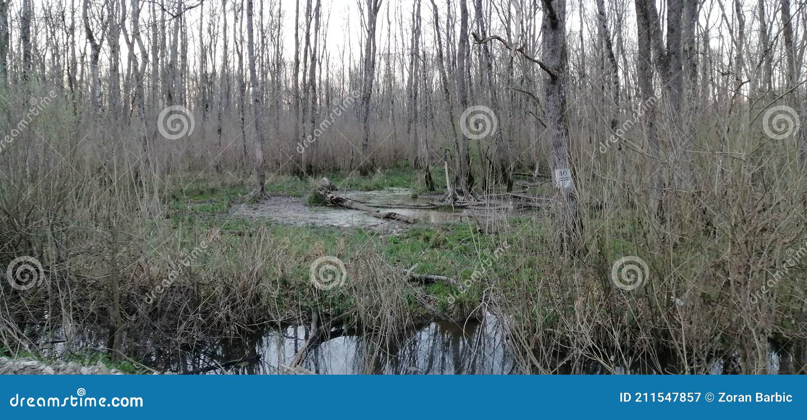 Swamp in a early spring. stock image. Image of threes - 211547857