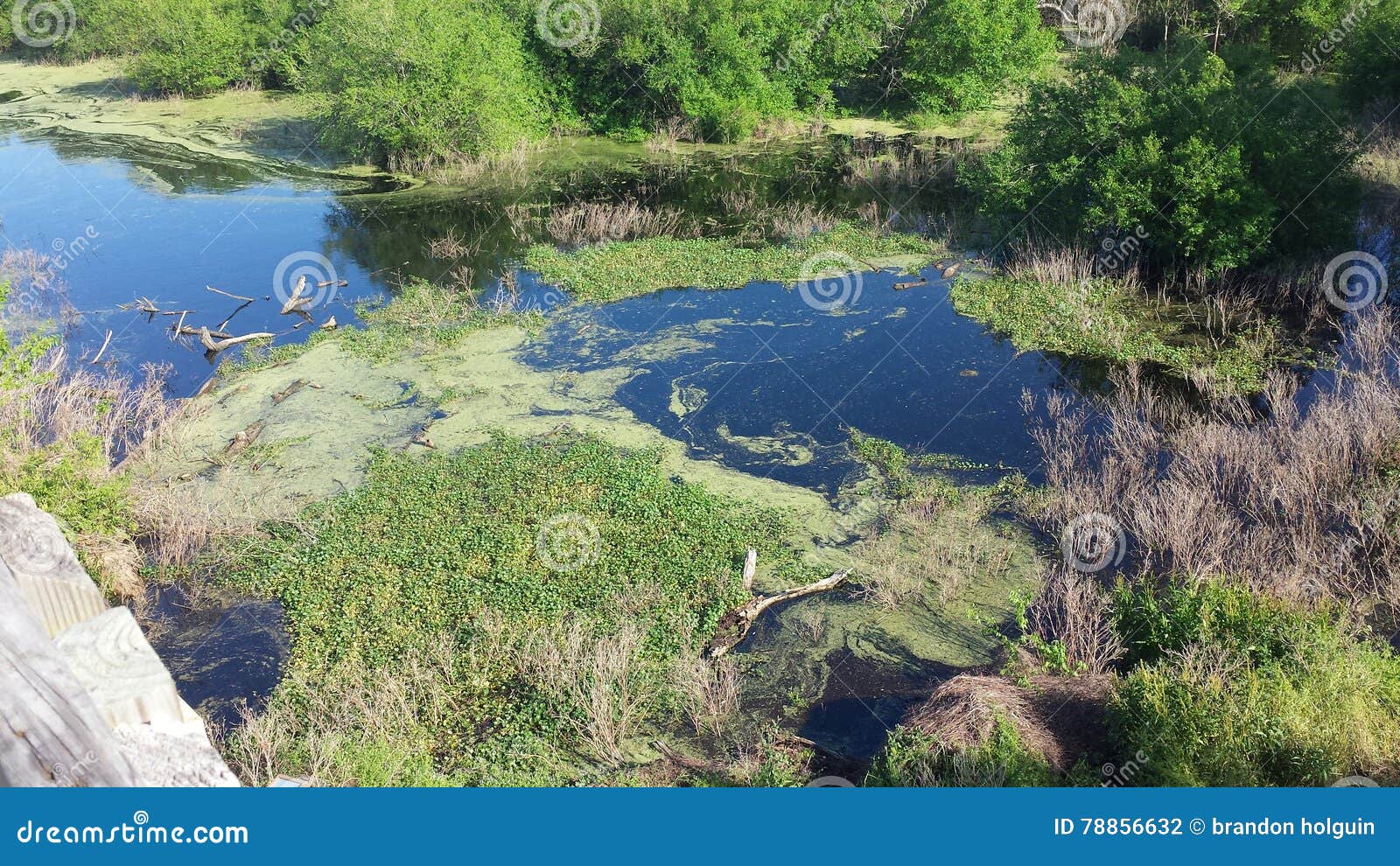 Swamp stock photo. Image of land, texas, swamp, bayou - 78856632