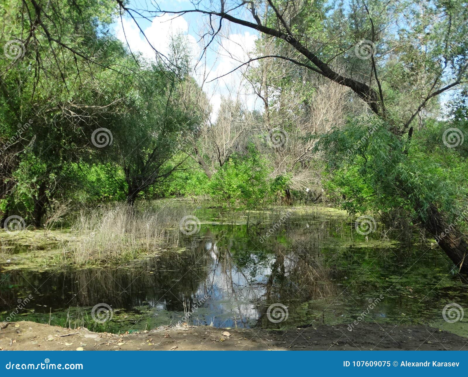 Swamp on the Edge of the Forest Stock Image - Image of landscape, park ...