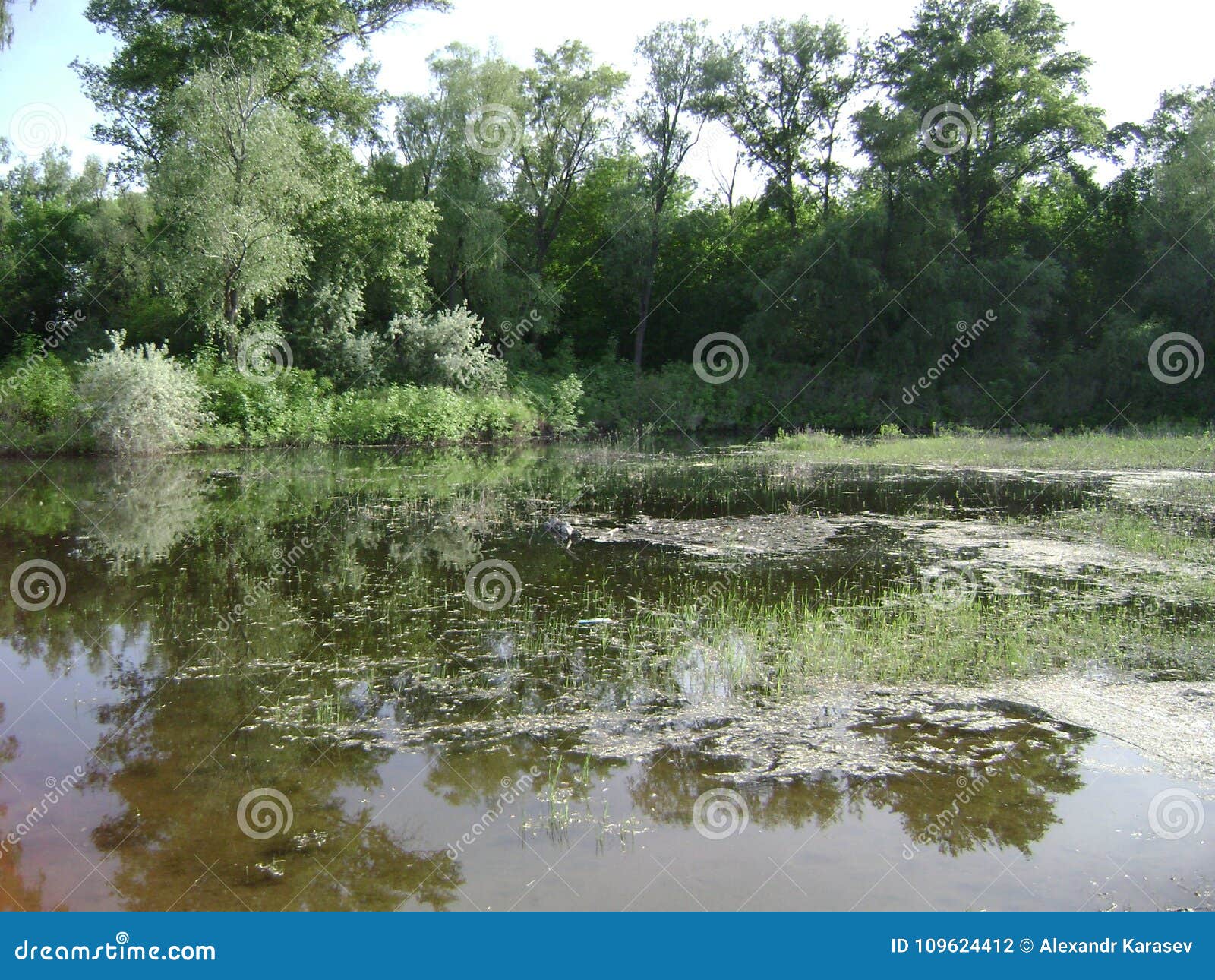 Swamp on the Edge of the Forest Stock Photo - Image of stream, grass ...