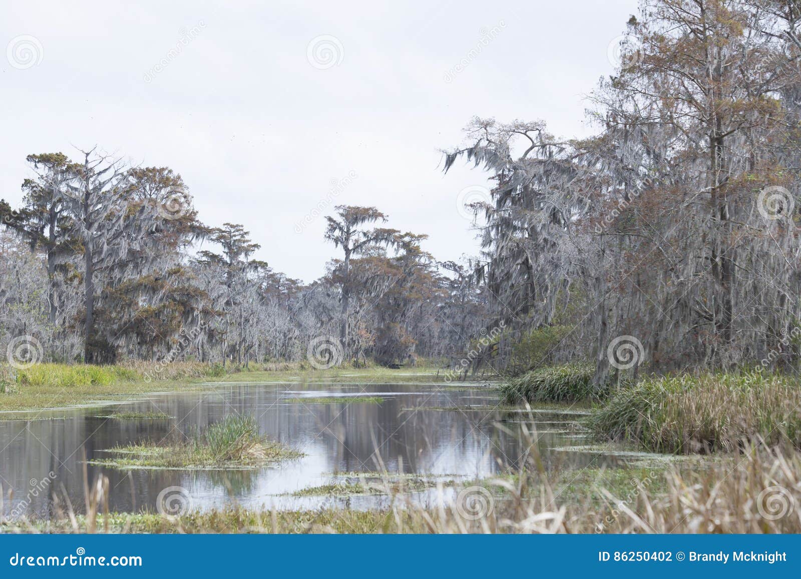 Swamp stock photo. Image of outdoors, breathtaking, cypress - 86250402