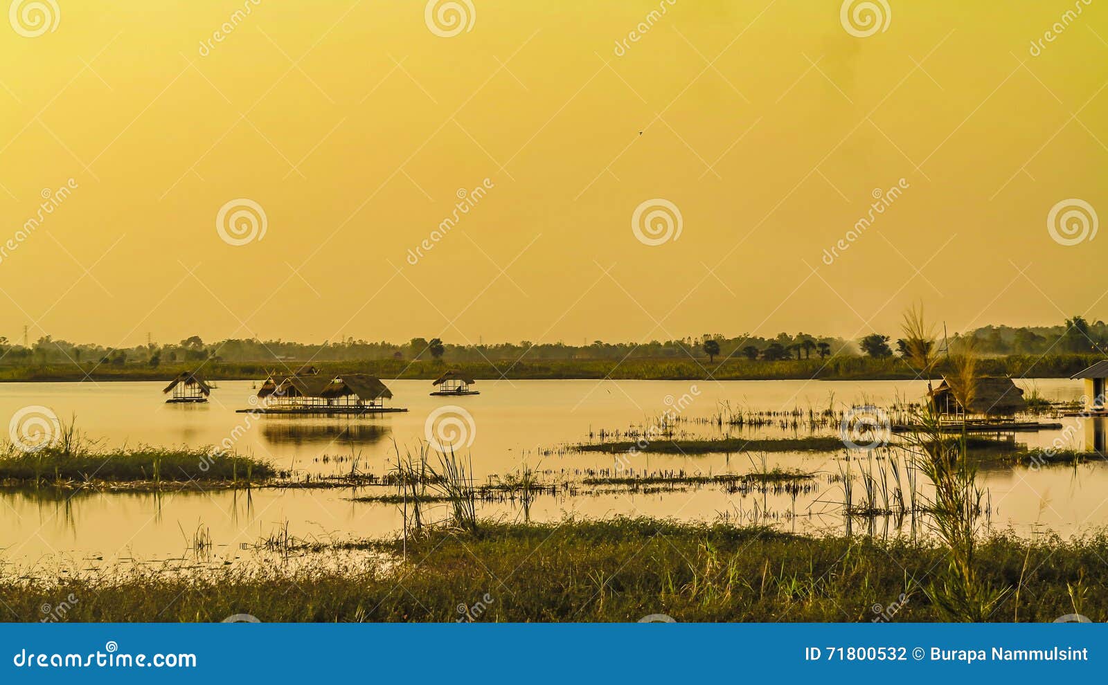 A swamp in evening. stock photo. Image of silhouette - 71800532